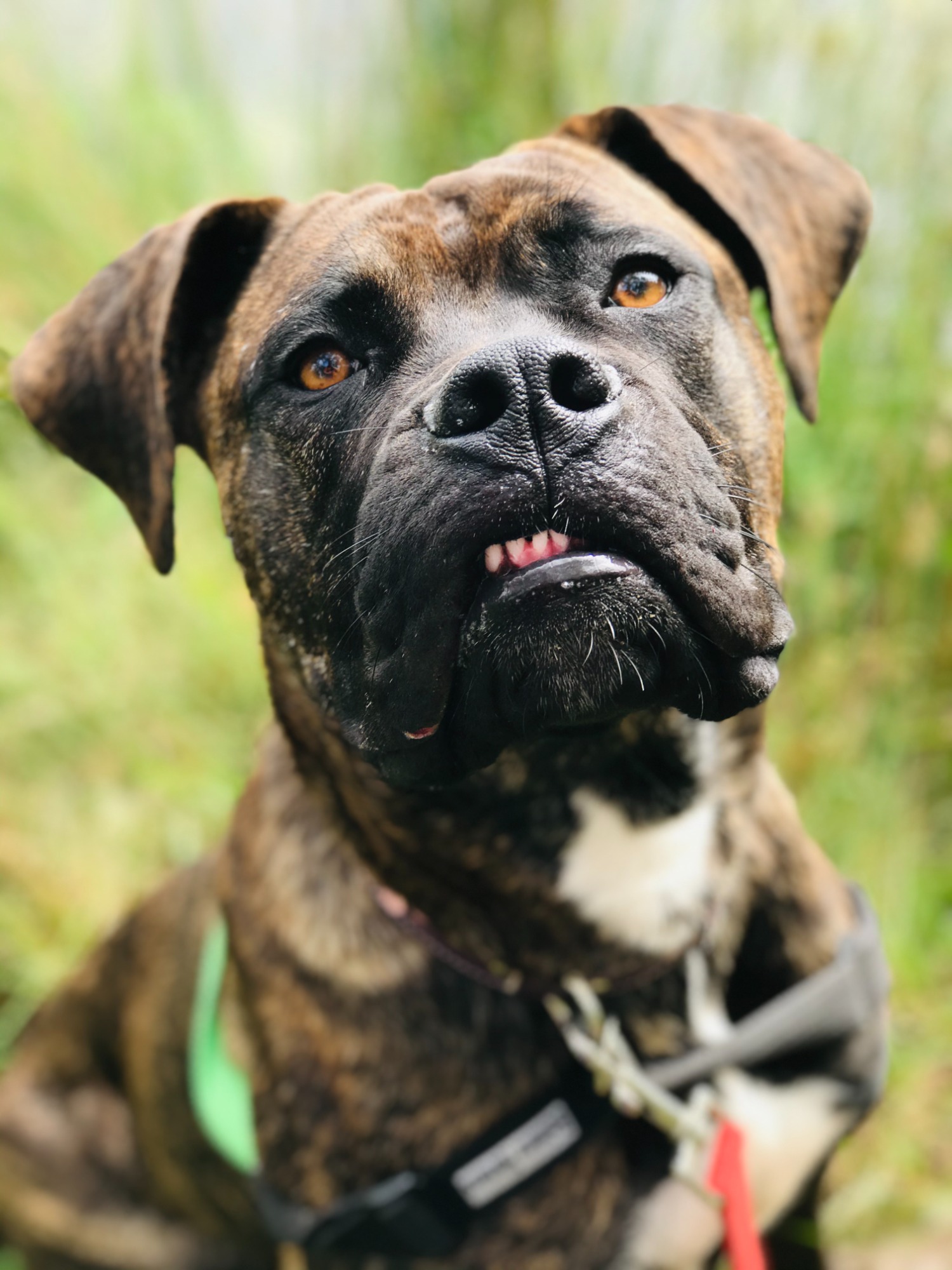 Xander - Large Male Boxer Mix Dog in NSW - PetRescue