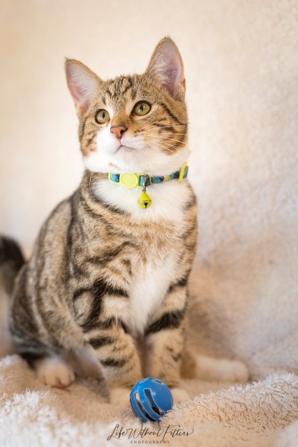 Kasper - Male Domestic Short Hair Cat in QLD - PetRescue