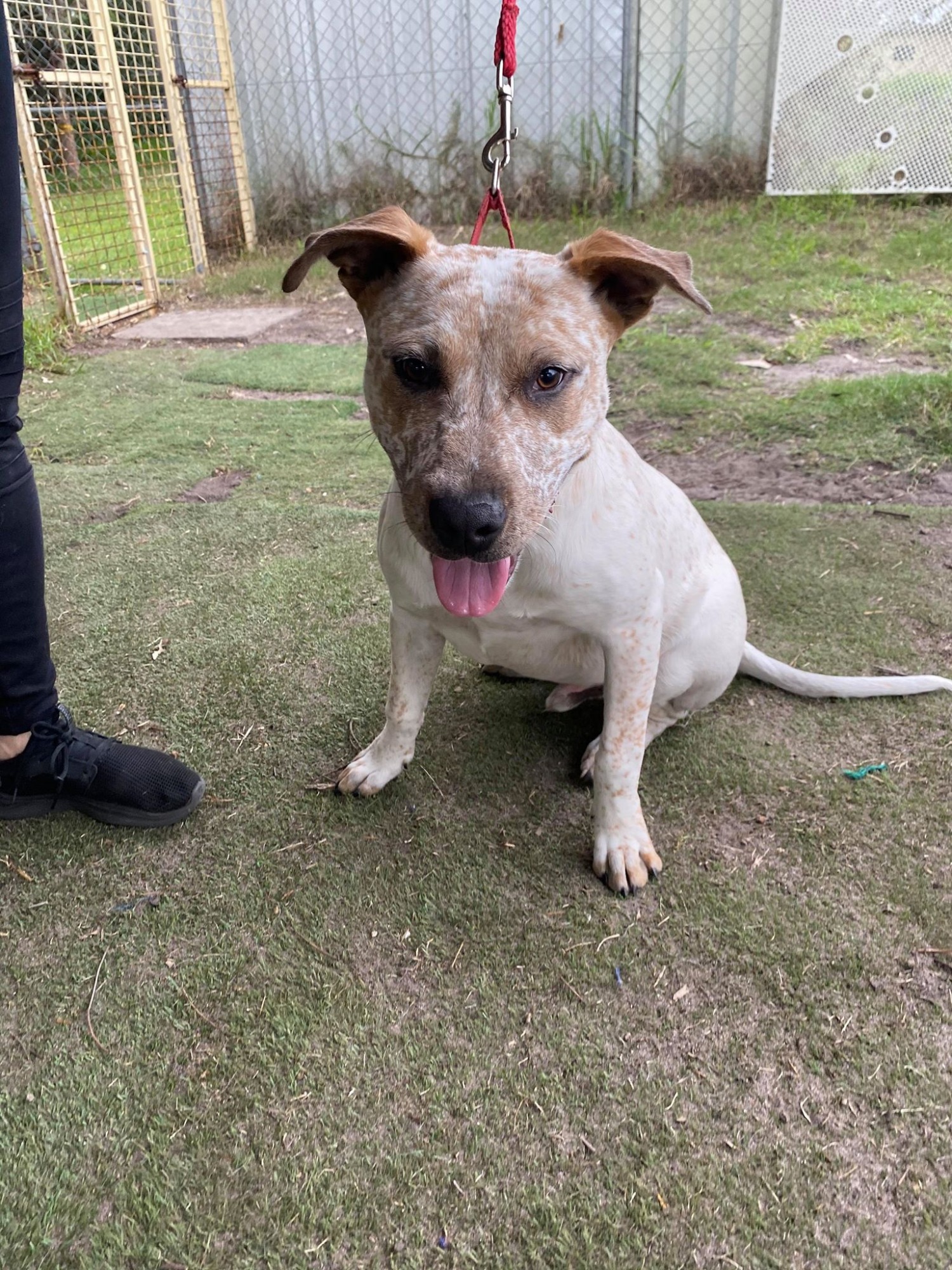 Winston - Medium Male Red Heeler x American Staffordshire Terrier Mix ...