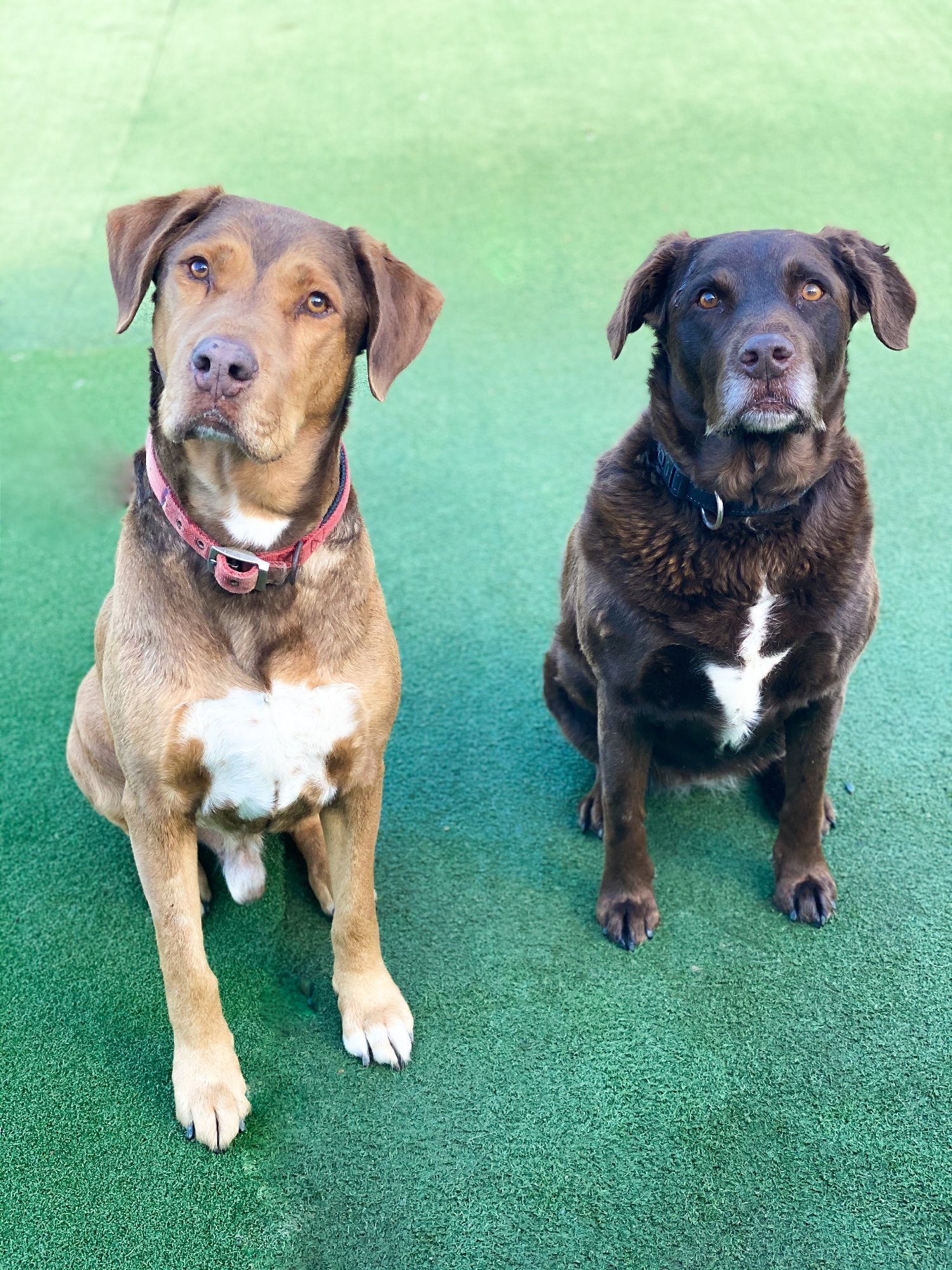 Frankie - Medium Male Labrador x Rhodesian Ridgeback Mix Dog in NSW ...
