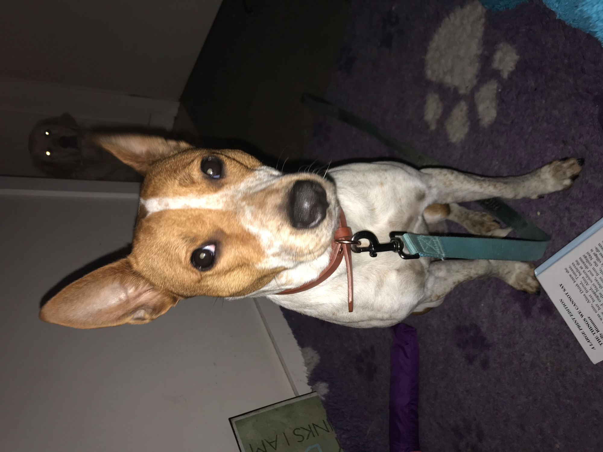 Asha - Medium Female Red Heeler x Basenji Dog in VIC - PetRescue