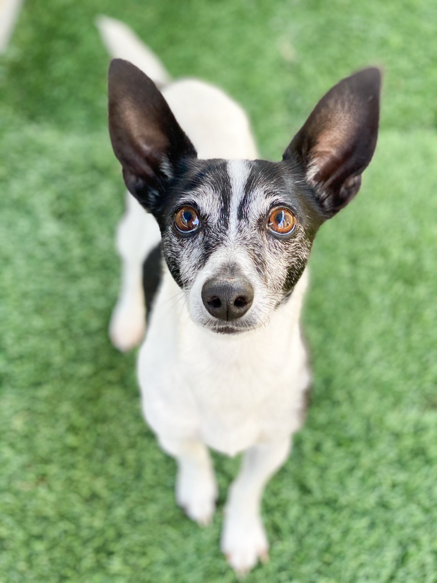 Borris - Small Male Miniature Fox Terrier Dog in NSW - PetRescue