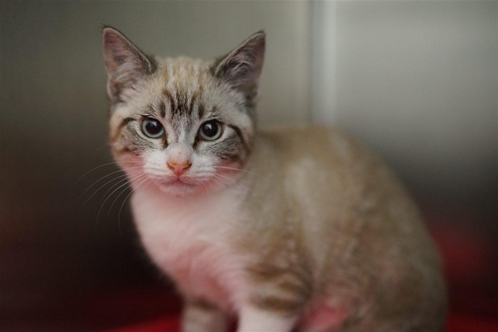 Chai - Female Layanese Mix Cat in QLD - PetRescue