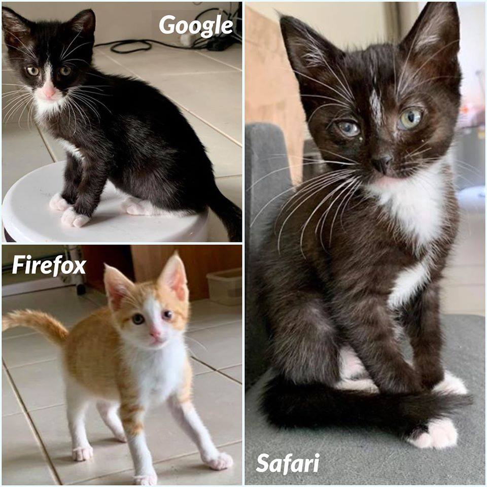 3155 - Firefox - Male Domestic Short Hair Cat in WA - PetRescue