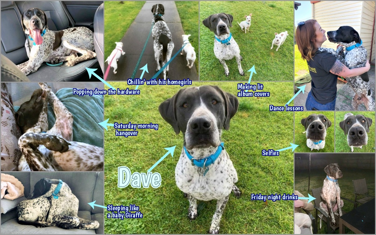 🐶🐾Dave🐾🐶 - Large Male Great Dane x Pointer Mix Dog in VIC - PetRescue