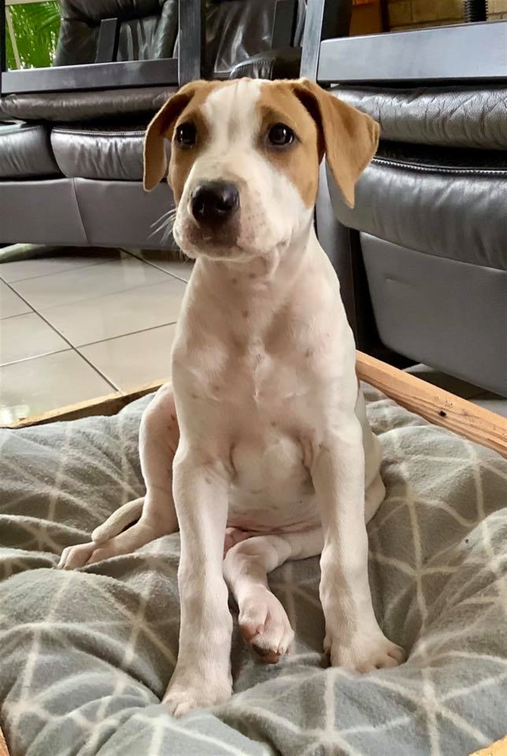 Dollarz - Large Male Rhodesian Ridgeback x Black Mouth Cur Mix Dog in ...