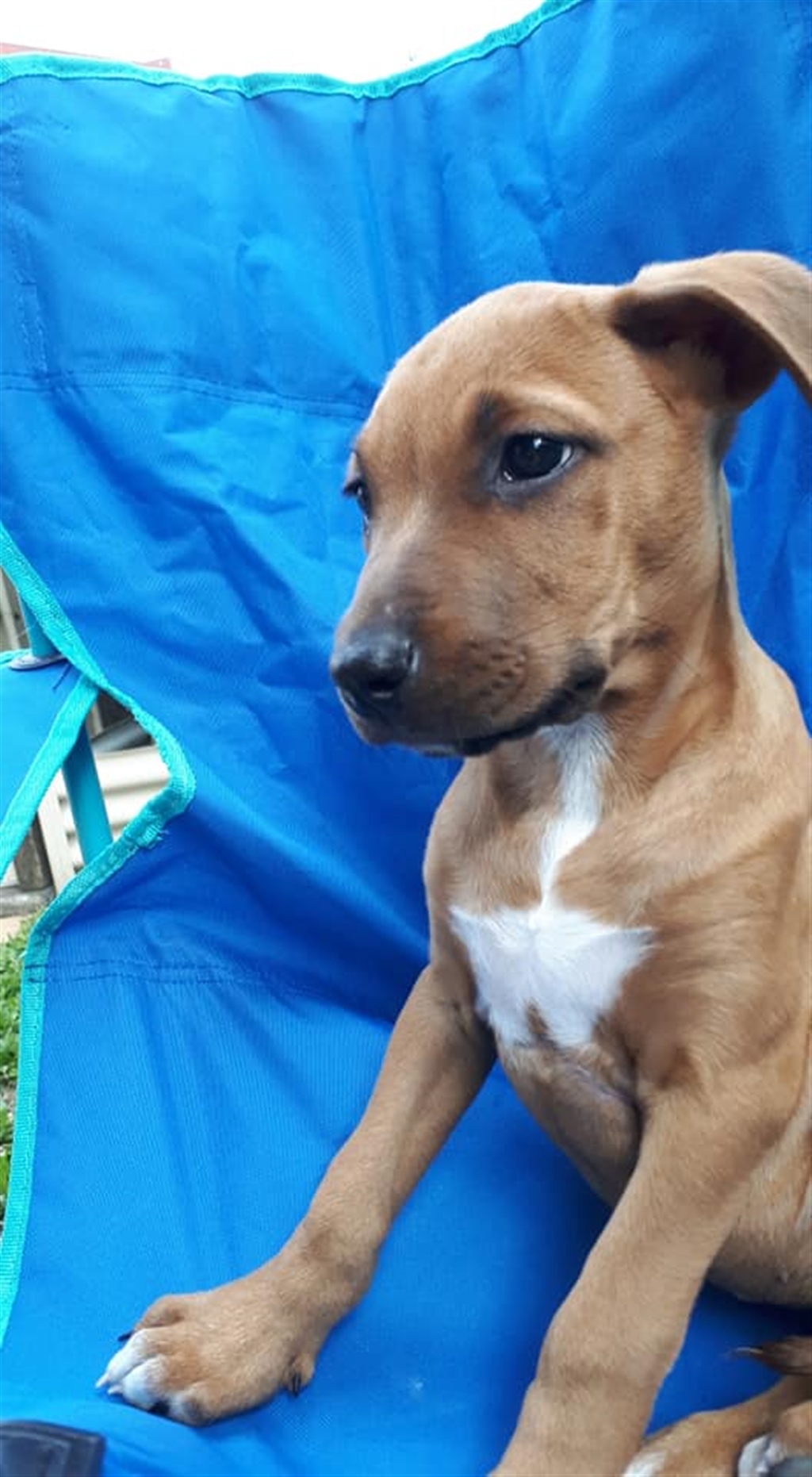 Moolah - Large Female Rhodesian Ridgeback x Black Mouth Cur Mix Dog in ...