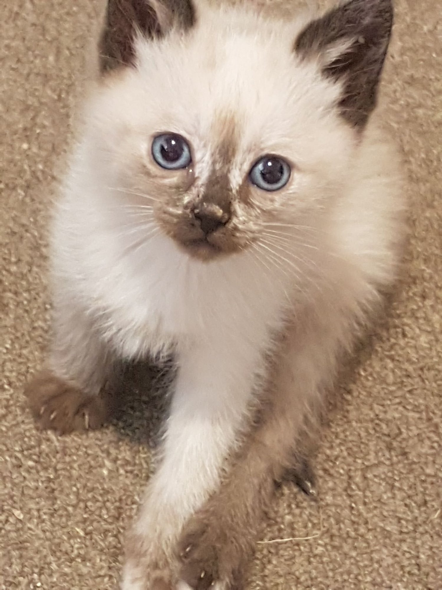 Napa - Female Ragdoll Mix Cat in QLD - PetRescue