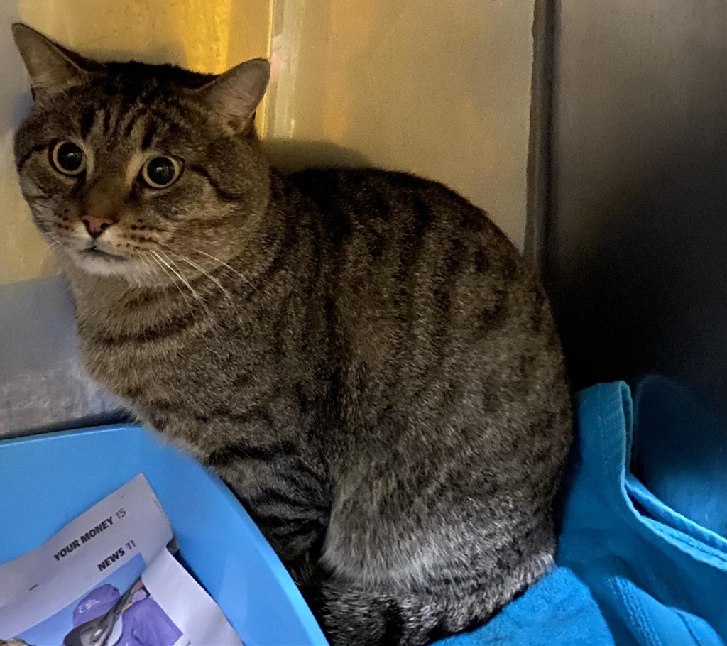 RSPCA Noosa - PetRescue