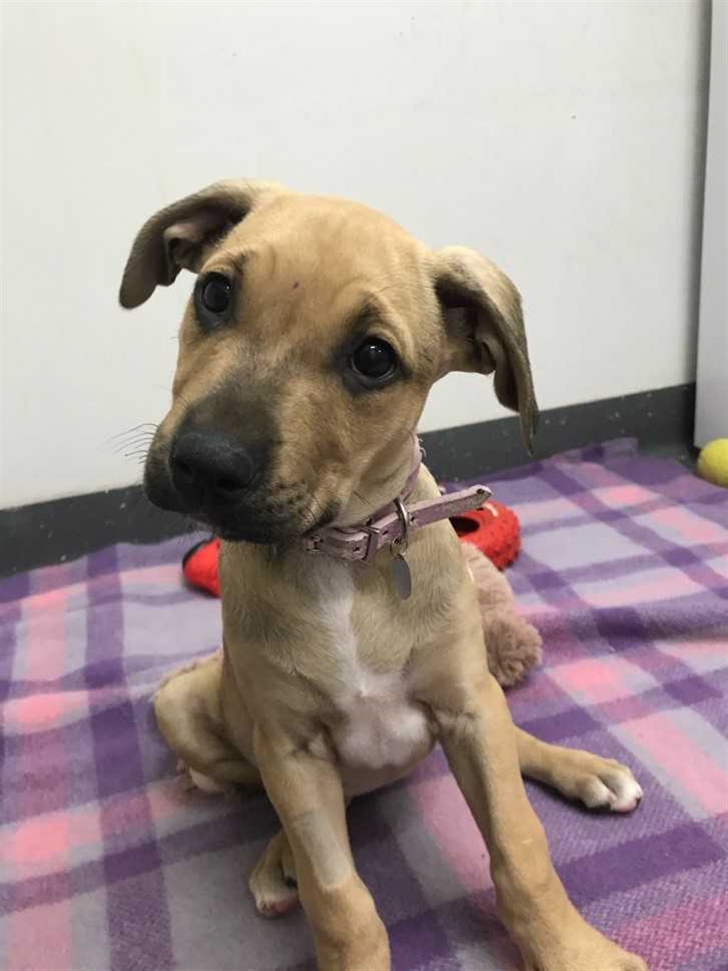Cents - Large Female Rhodesian Ridgeback x Black Mouth Cur Mix Dog in ...