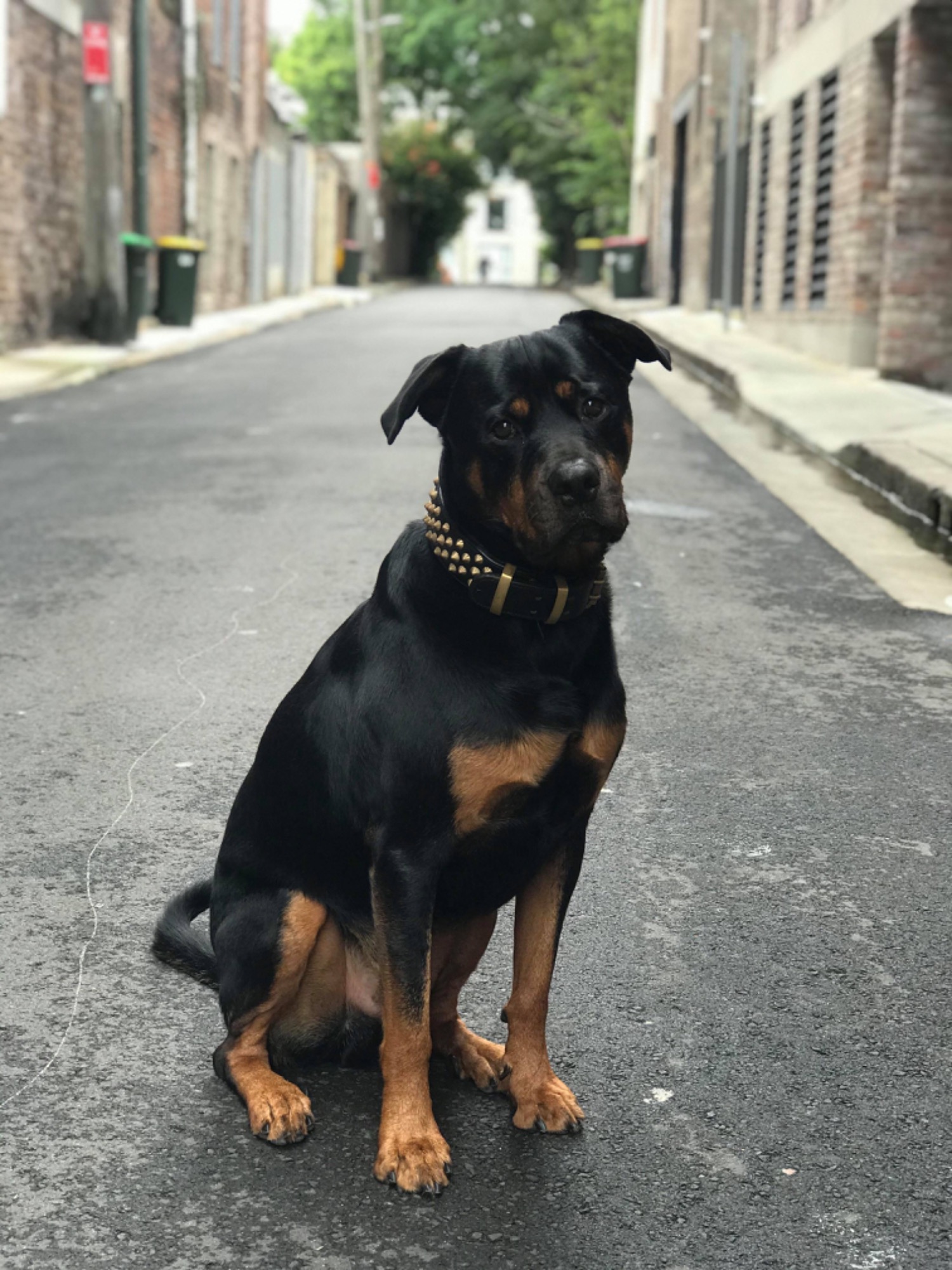 Teddy ** Pure Breed Rottweiler ** - Large Male Rottweiler Dog in NSW ...
