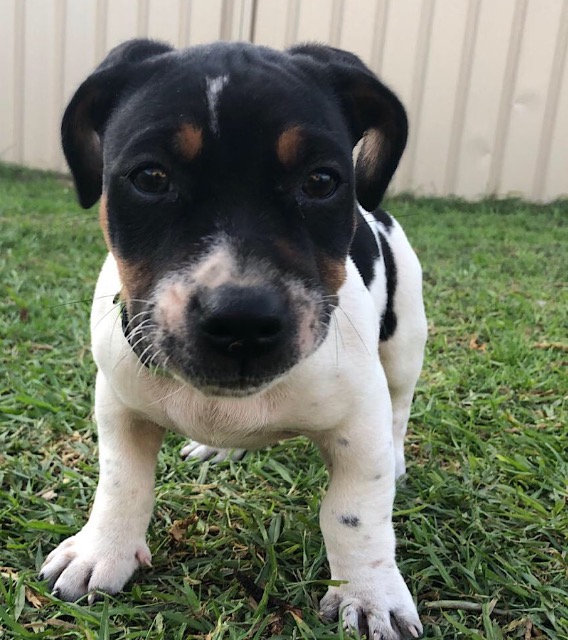 Harry - Small Male Mixed Breed Dog in WA - PetRescue