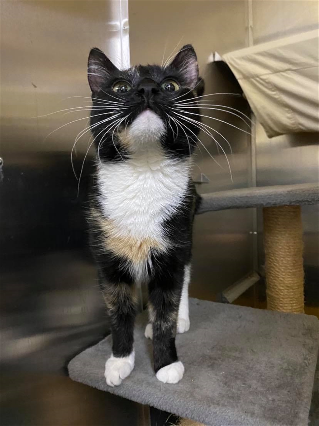Sahara - Female Domestic Short Hair Cat in ACT - PetRescue