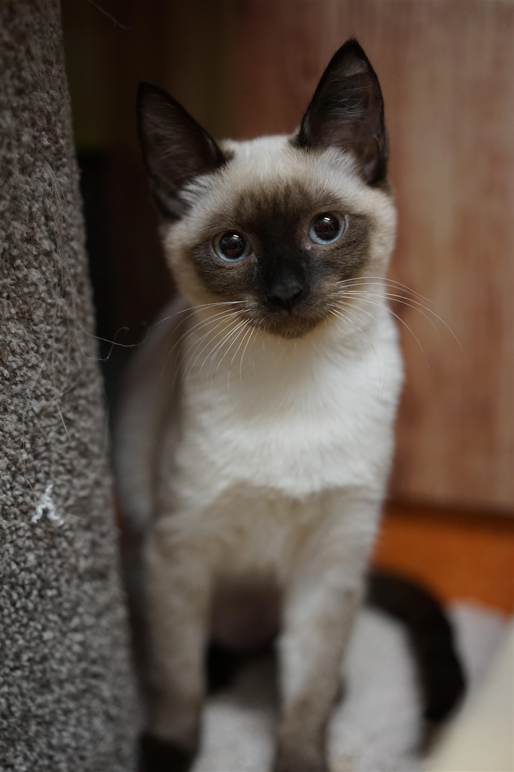 Momo - Female Layanese Mix Cat in QLD - PetRescue