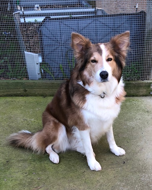 Tilly - Medium Female Border Collie Dog in VIC - PetRescue