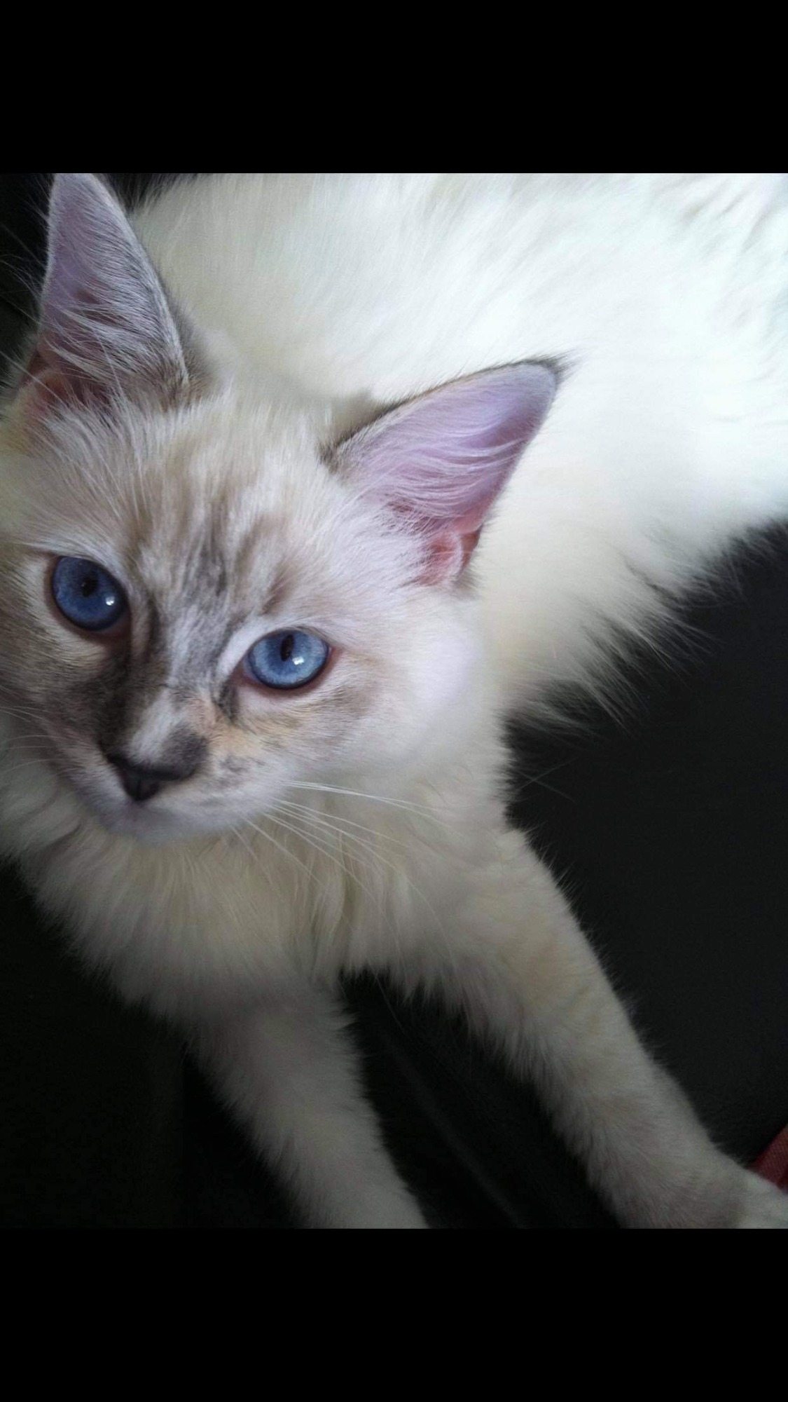 Selina - Female Ragdoll Cat in QLD - PetRescue