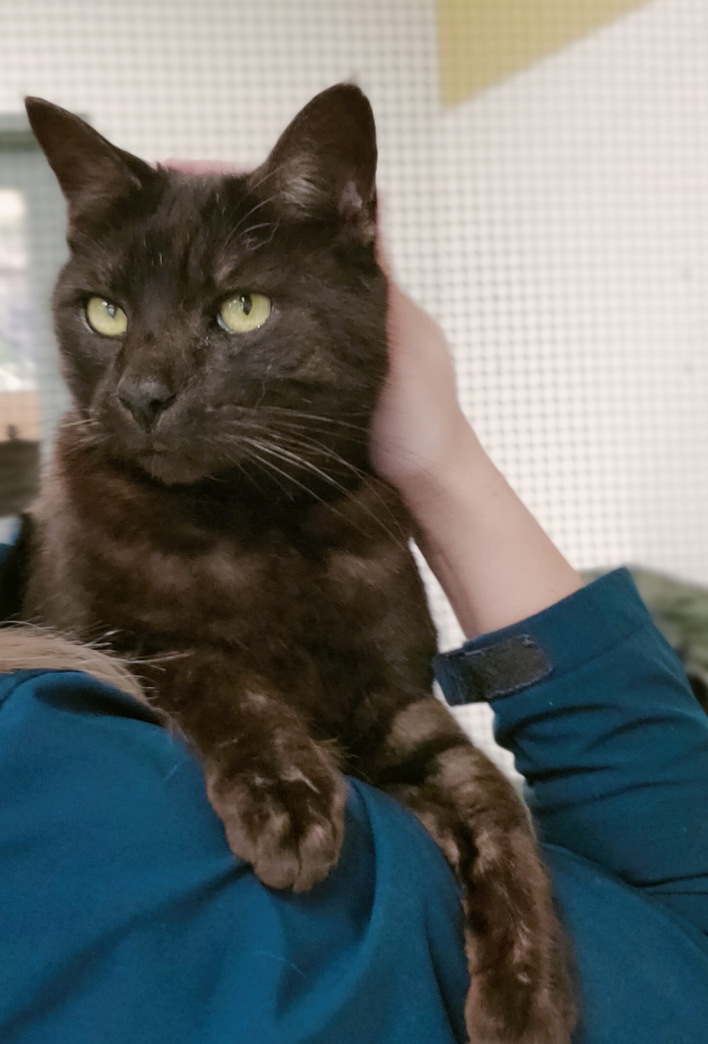 Tike - Male Domestic Short Hair Cat in VIC - PetRescue