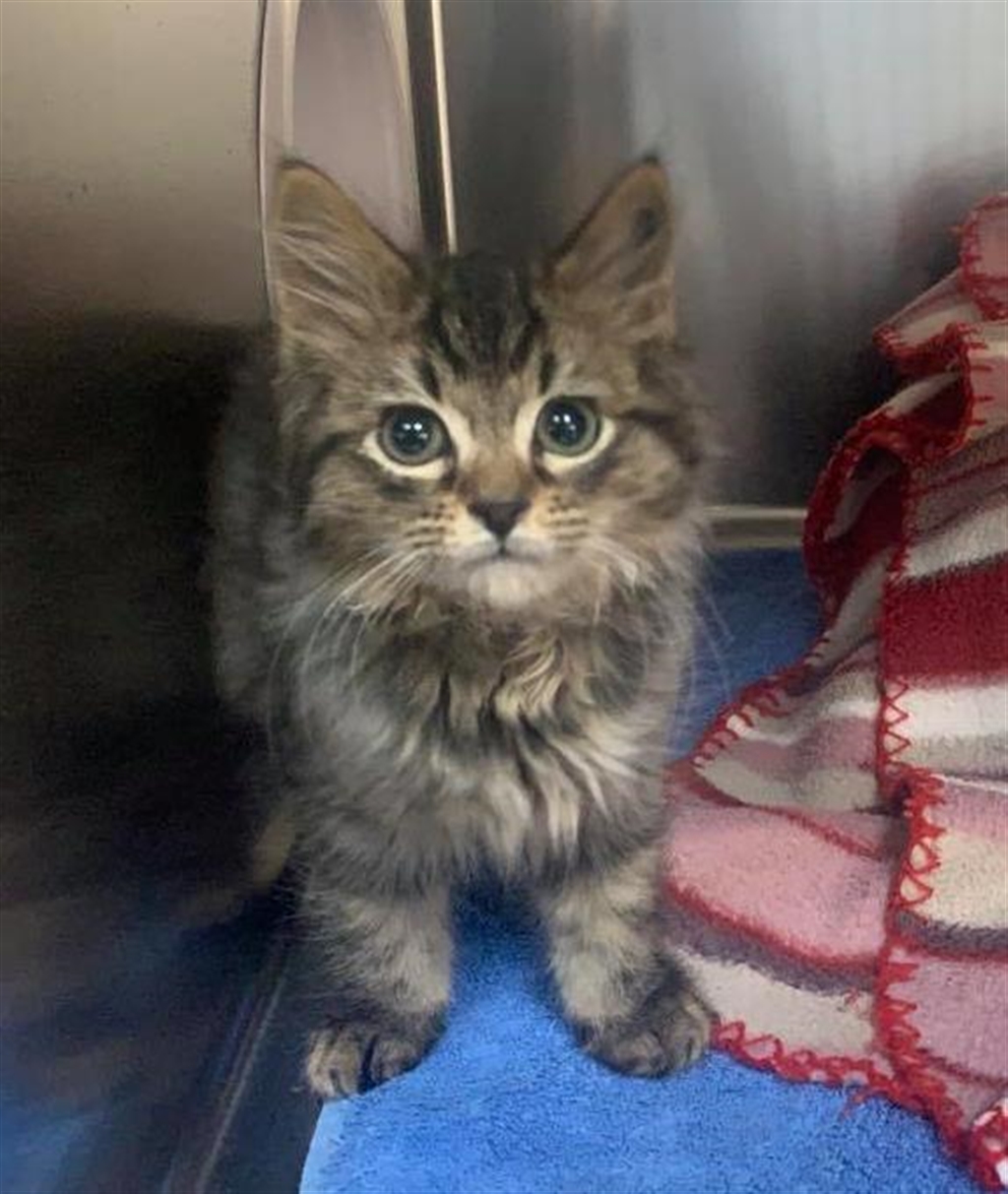 Mia - Female Domestic Medium Hair Cat in ACT - PetRescue