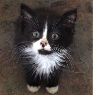 Hopper - Male Manx Cat in QLD - PetRescue