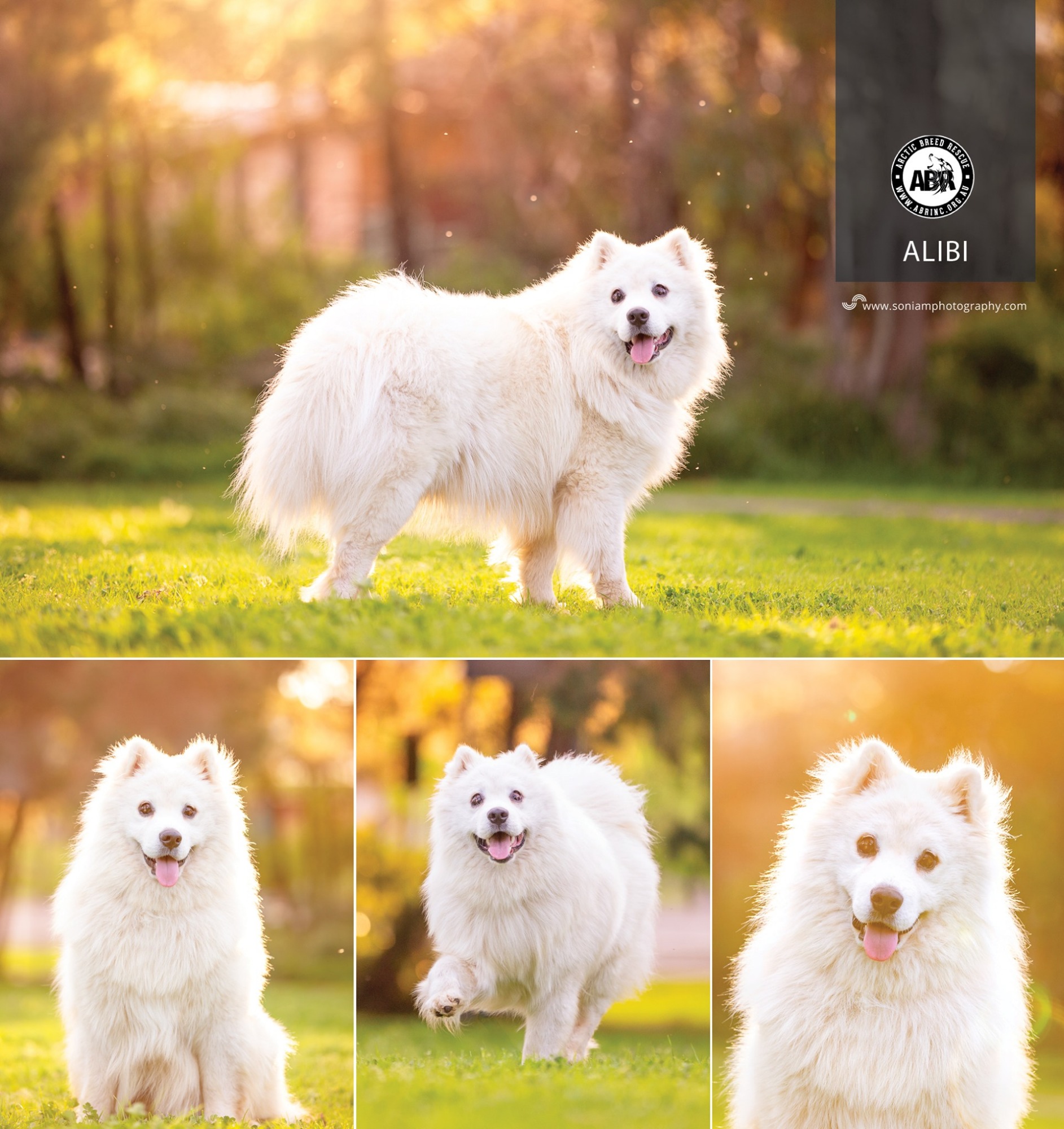 Arctic Breed Rescue Inc - PetRescue Arctic Breed Rescue Inc - PetRescue