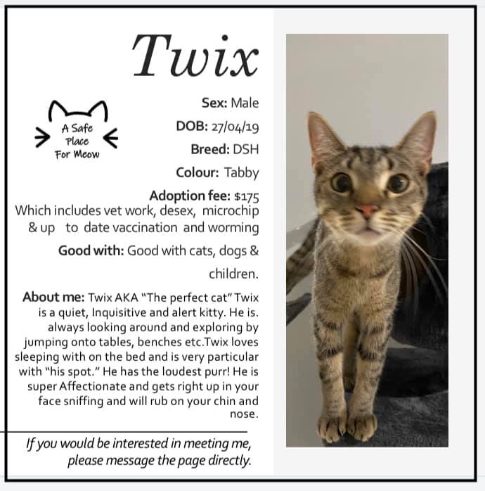 Twix - Male Domestic Short Hair Cat in NT - PetRescue