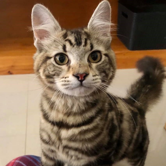 Elijah - Male Domestic Short Hair Cat in WA - PetRescue