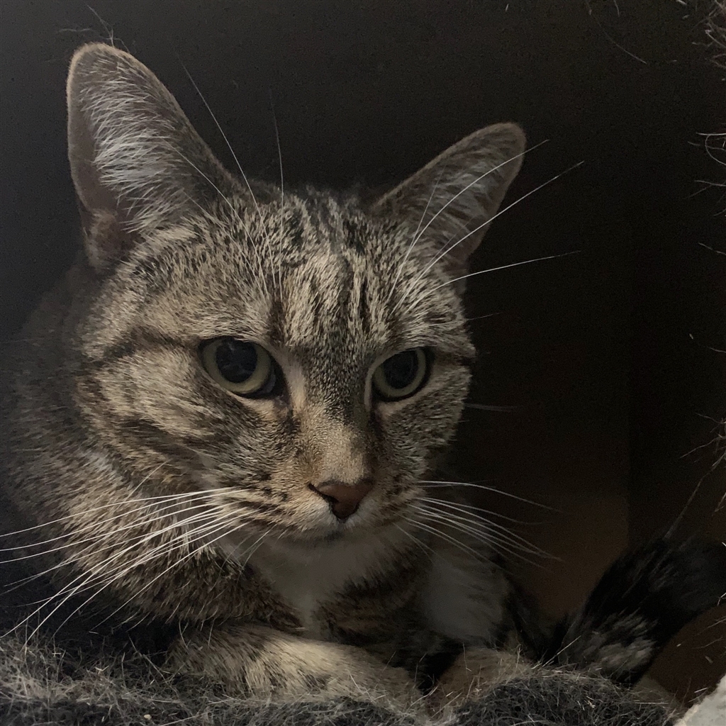 Mitsy - Female Domestic Short Hair Cat in ACT - PetRescue
