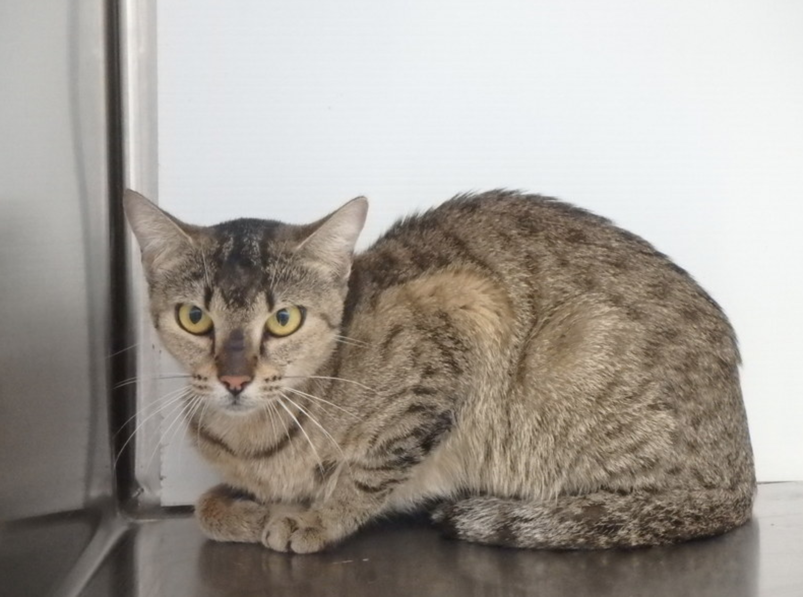 Katara - Female Domestic Short Hair Cat in QLD - PetRescue