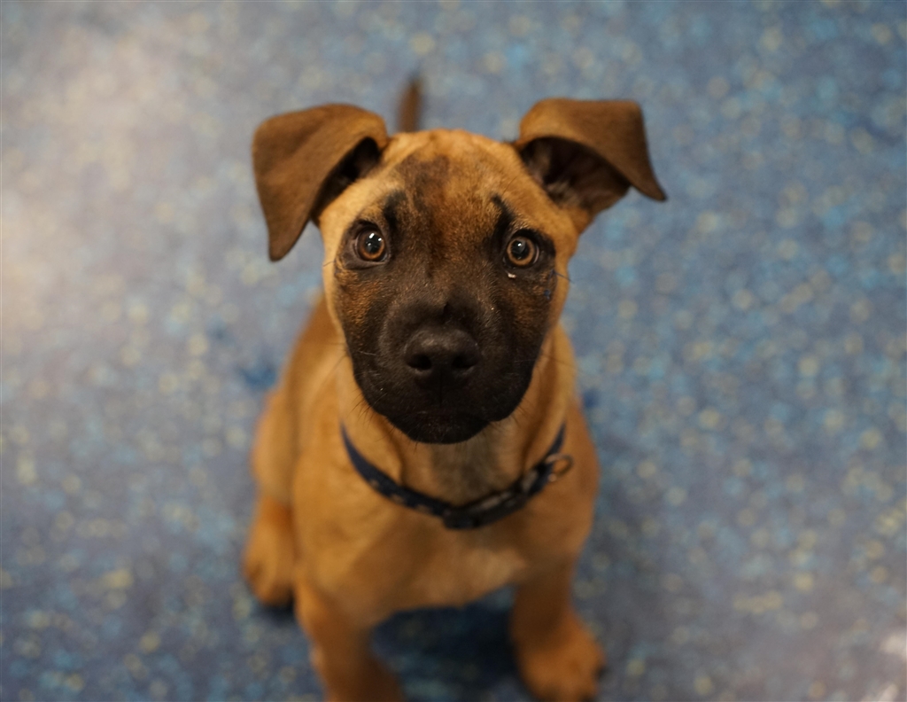 Beckett - Large Male Australian Bandog Mix Dog in QLD - PetRescue