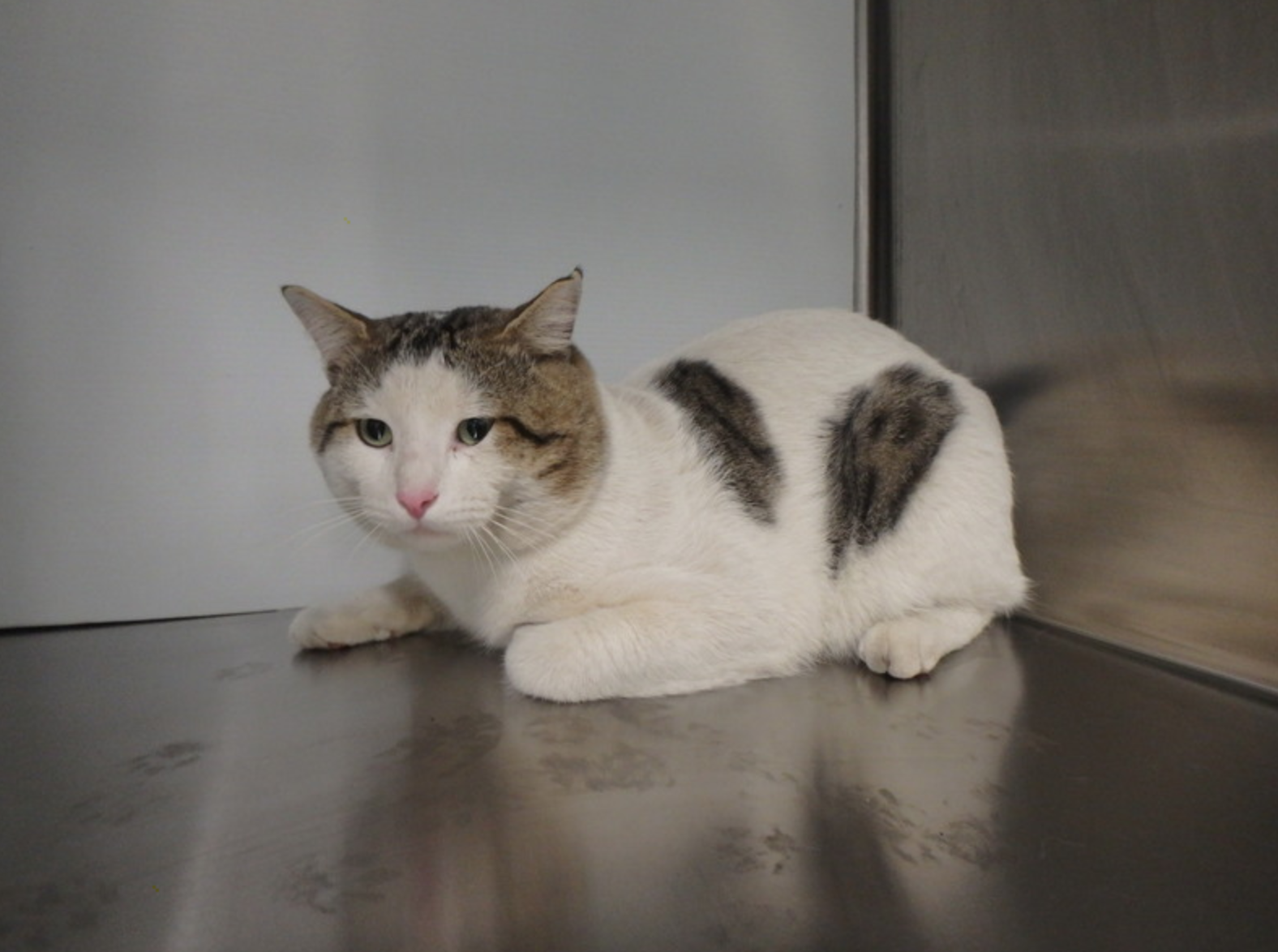 Appa - Male Domestic Short Hair Cat in QLD - PetRescue