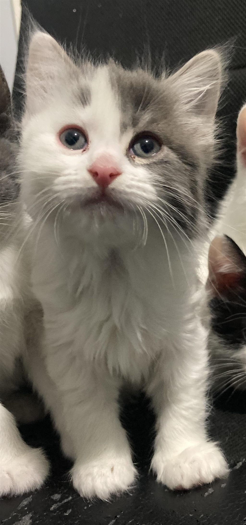 Gloria - Female Dlh Mix Cat in VIC - PetRescue