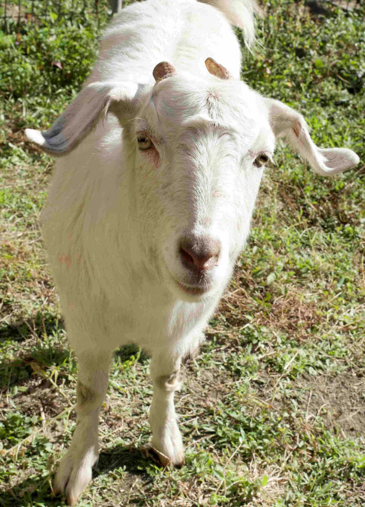Curly - Female Goat in NSW - PetRescue