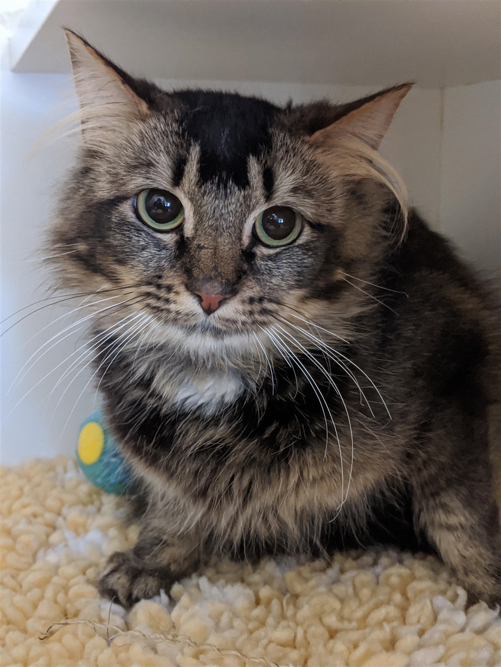 Broccolini - Male Dmh Mix Cat in WA - PetRescue