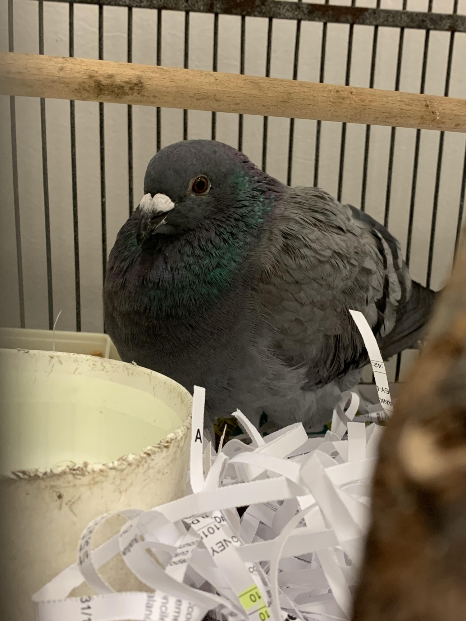 Pippa - Female Bird in NSW - PetRescue