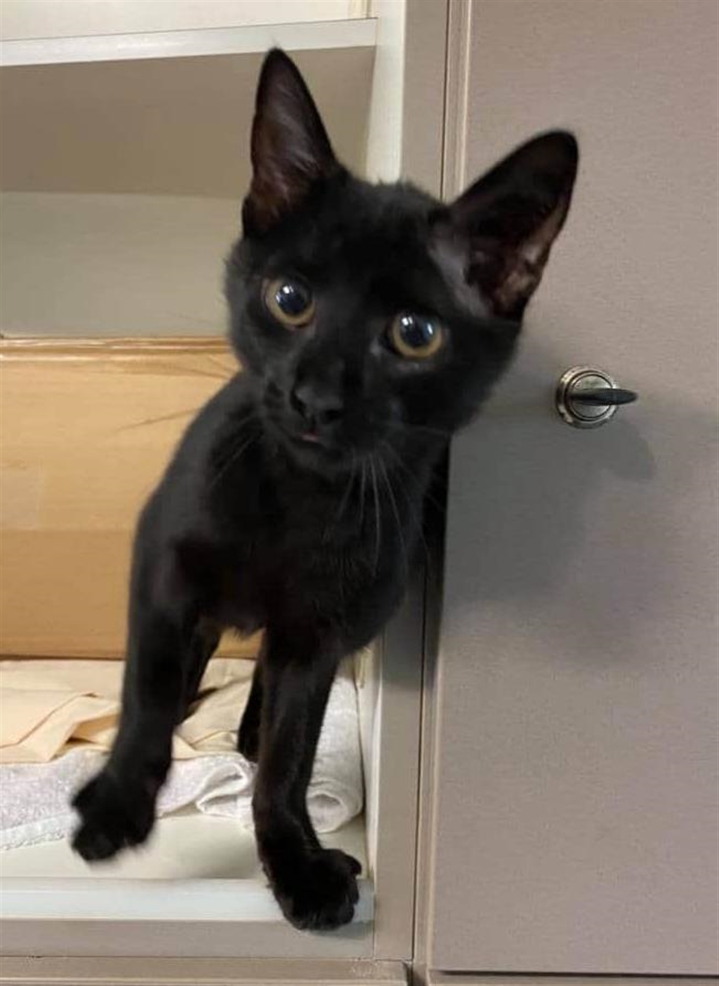 Perri/pigeon - Male Dsh Mix Cat in WA - PetRescue