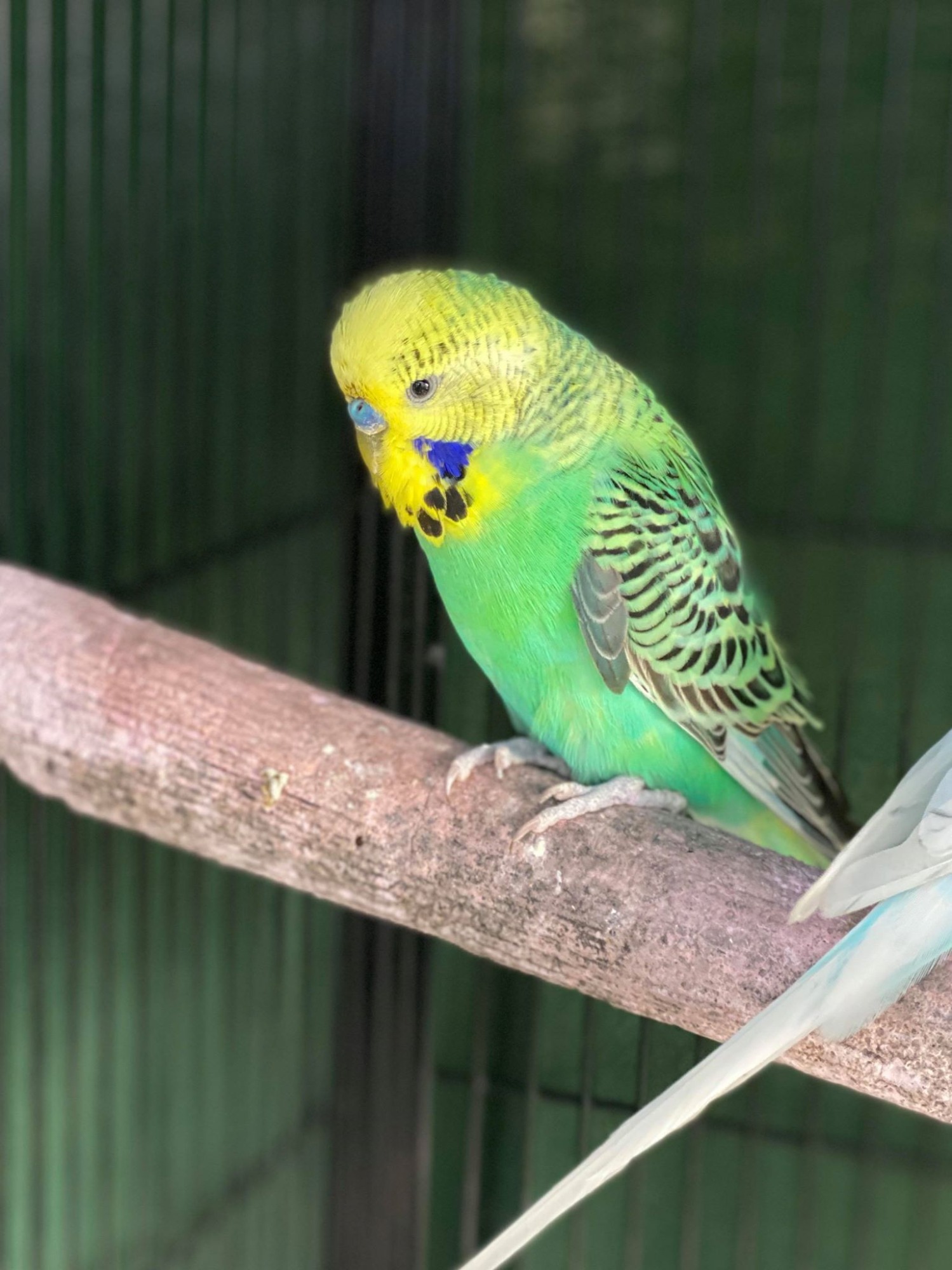 Wasabi - Male Bird in NSW - PetRescue