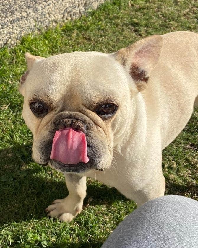 Kovu - Small Male French Bulldog Dog in QLD - PetRescue