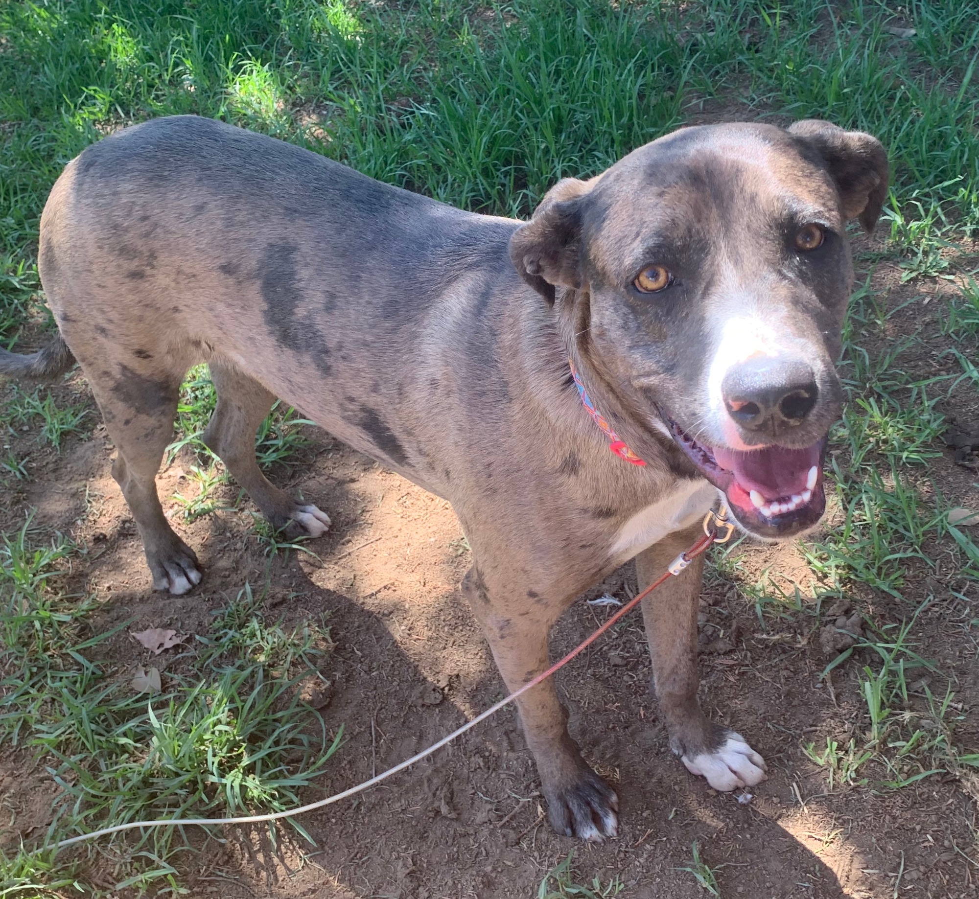 Bella - Large Female Catahoula Dog in NSW - PetRescue