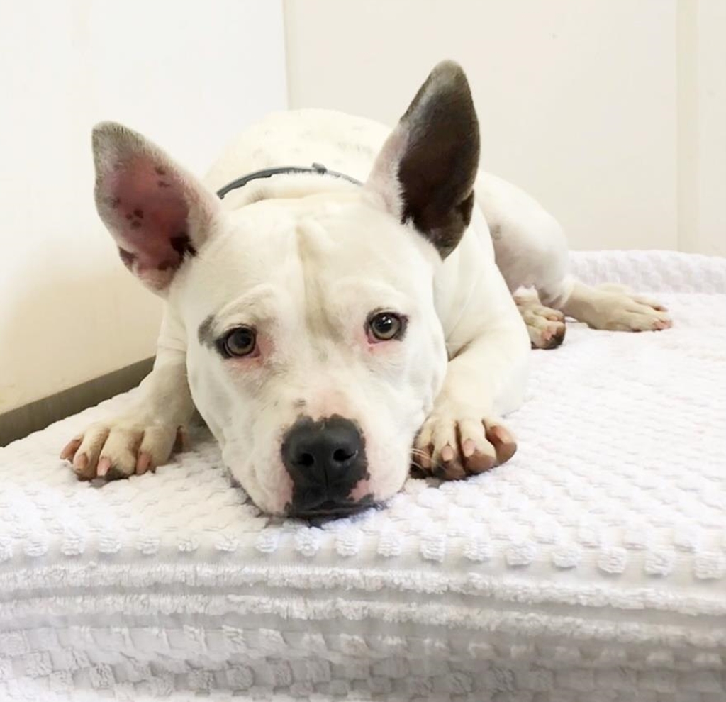 Laura - Medium Female French Bulldog x English Staffordshire Bull ...