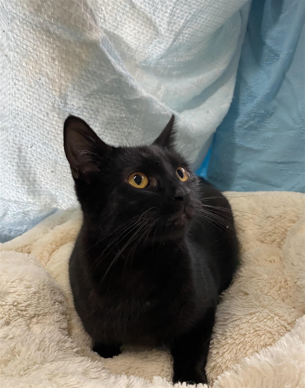 RSPCA Gympie - PetRescue