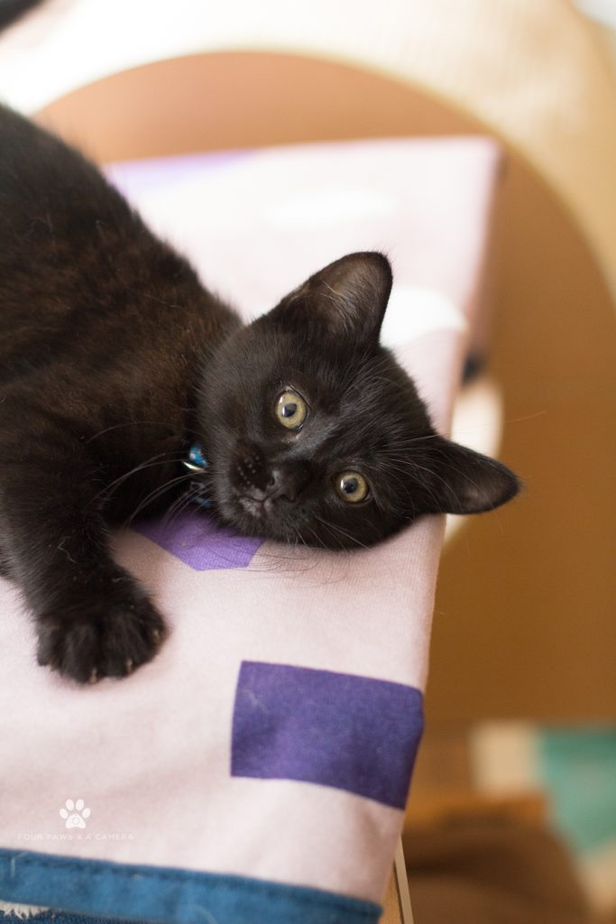 Vulcan - Male Domestic Short Hair Cat in NSW - PetRescue