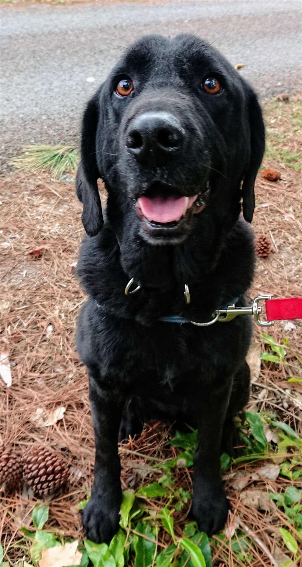 RSPCA Dakabin - PetRescue