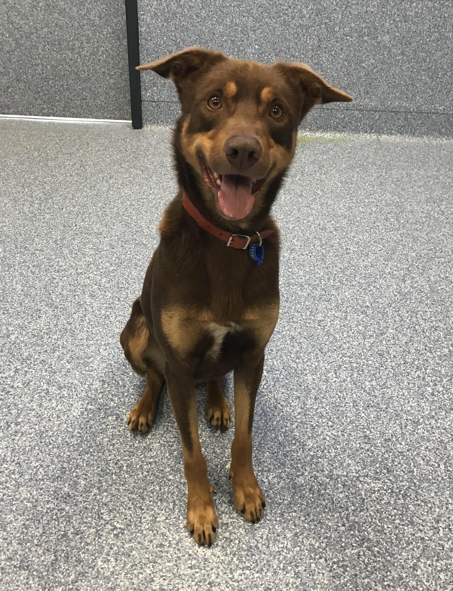 Rusty - Large Male Kelpie Dog in NSW - PetRescue