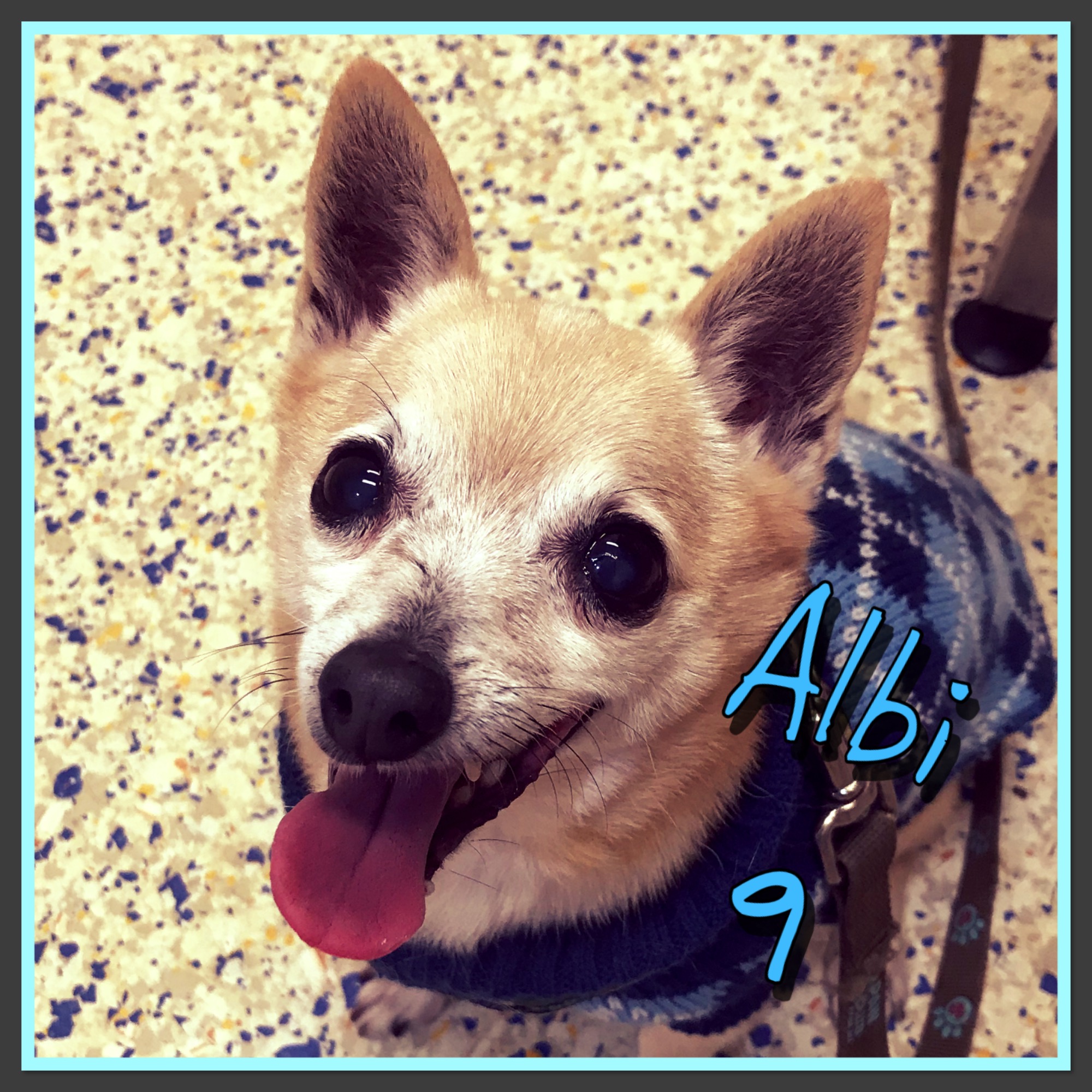 Albi - Small Male Chihuahua Dog in QLD - PetRescue