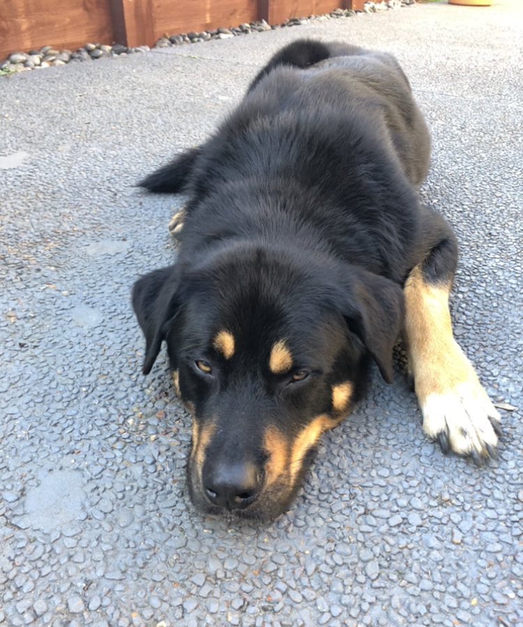 Jackson - 5 yr Rotti x Mallie ~ On Trial 16/9/20 - Large Male ...