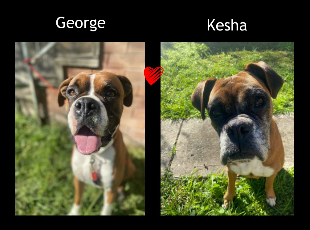 Kesha and George - Medium Male Boxer Dog in NSW - PetRescue