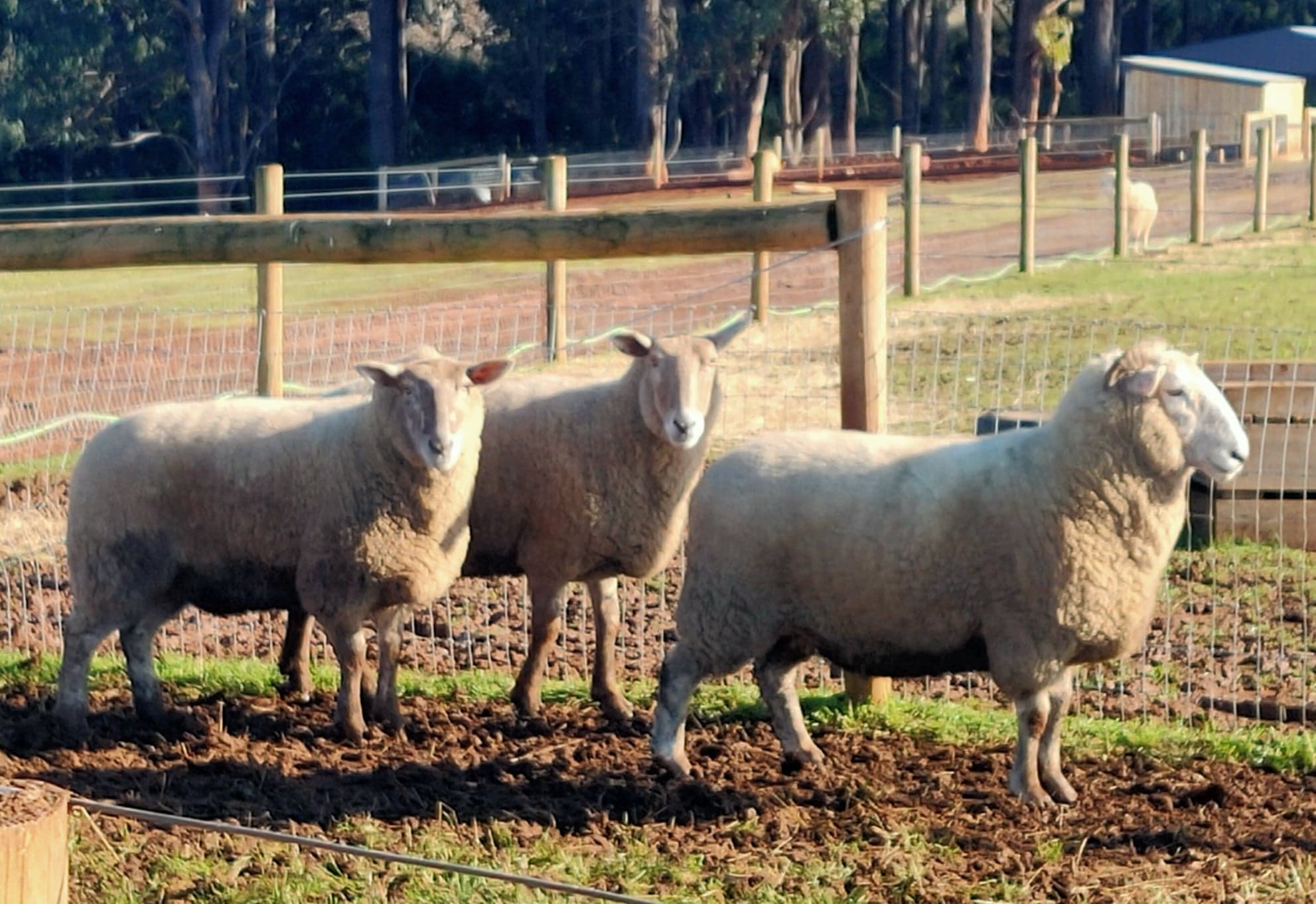 Sheep for Adoption - Female Sheep in VIC - PetRescue