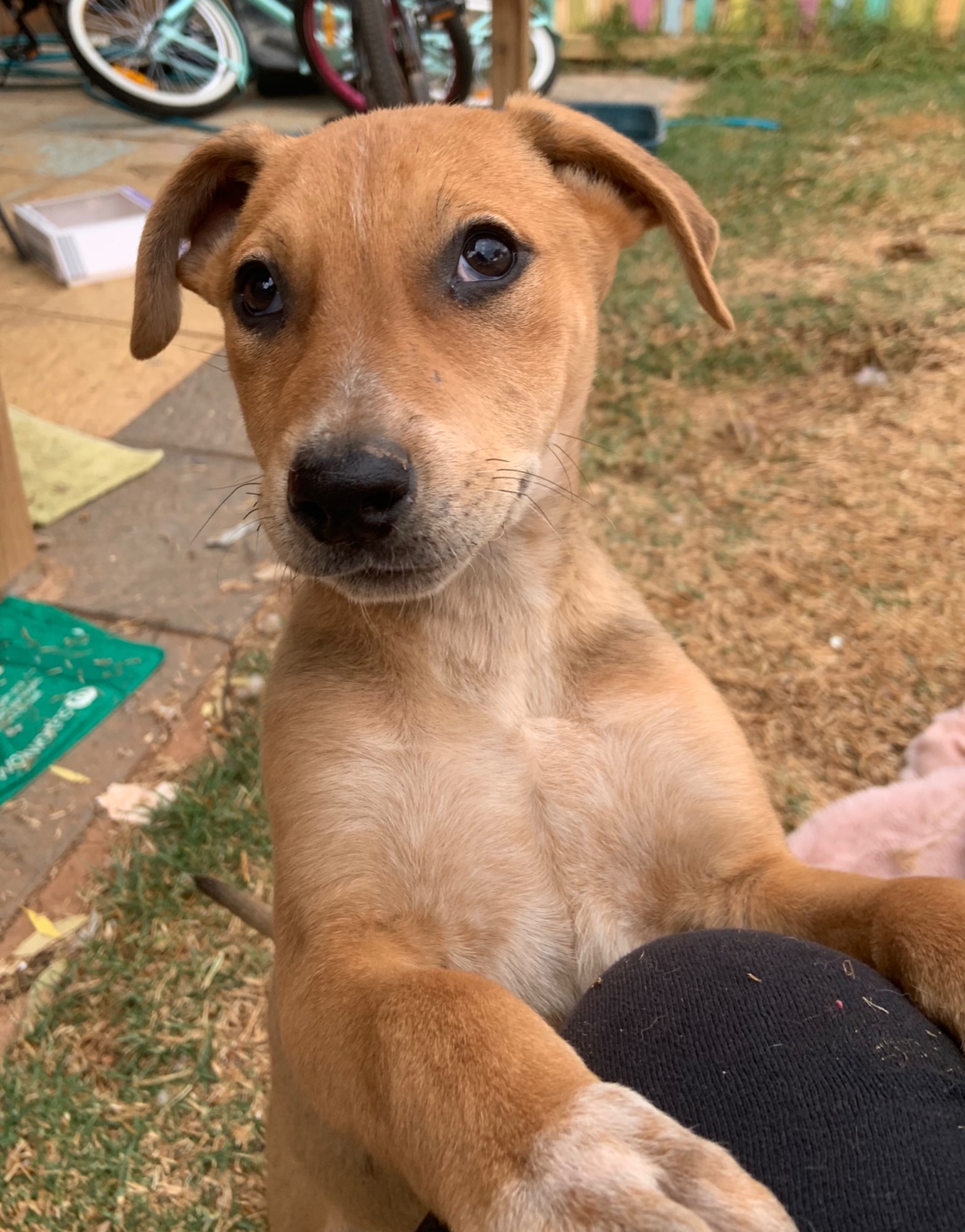Shrek - Medium Male Mixed Breed Mix Dog in WA - PetRescue