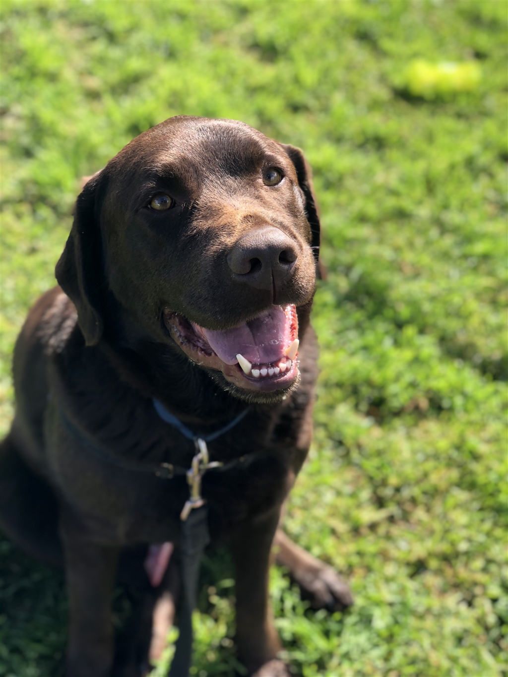 Loki - Large Male Labrador Mix Dog in NSW - PetRescue