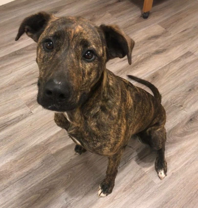 Tilly - Large Female Greyhound x Rhodesian Ridgeback Mix Dog in NSW ...